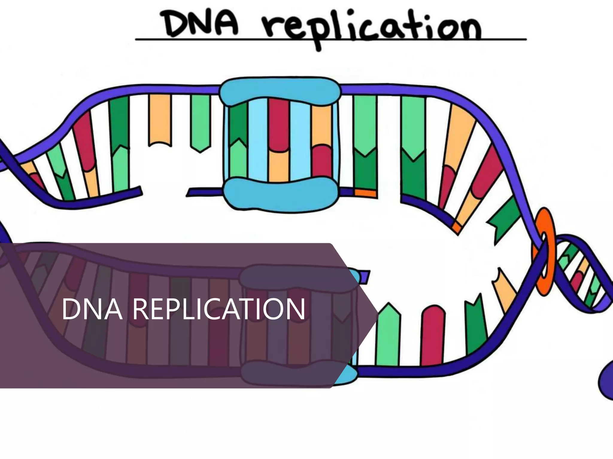 Lesson 2 DNA and RNA.pptx