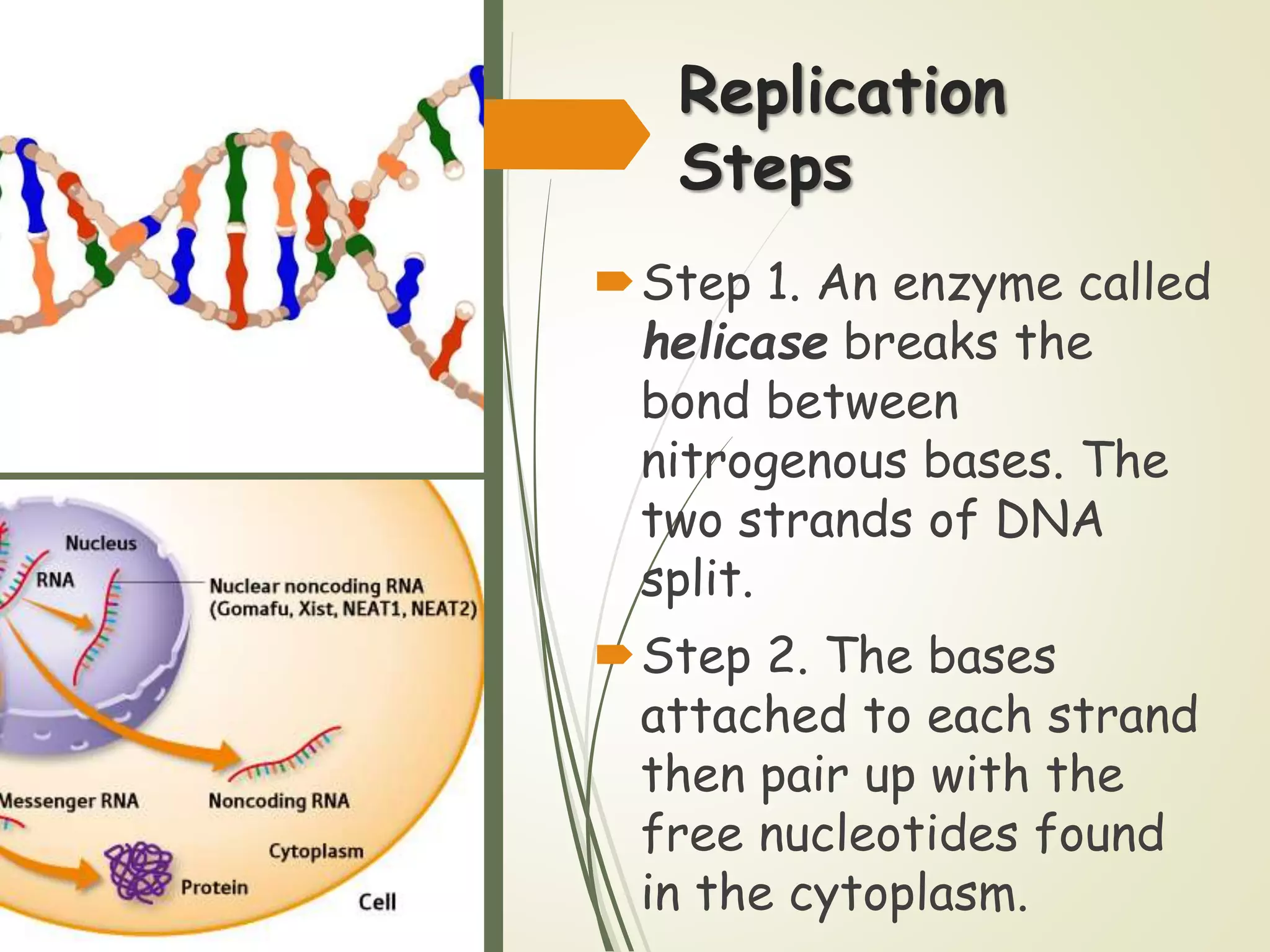 Lesson 2 DNA and RNA.pptx