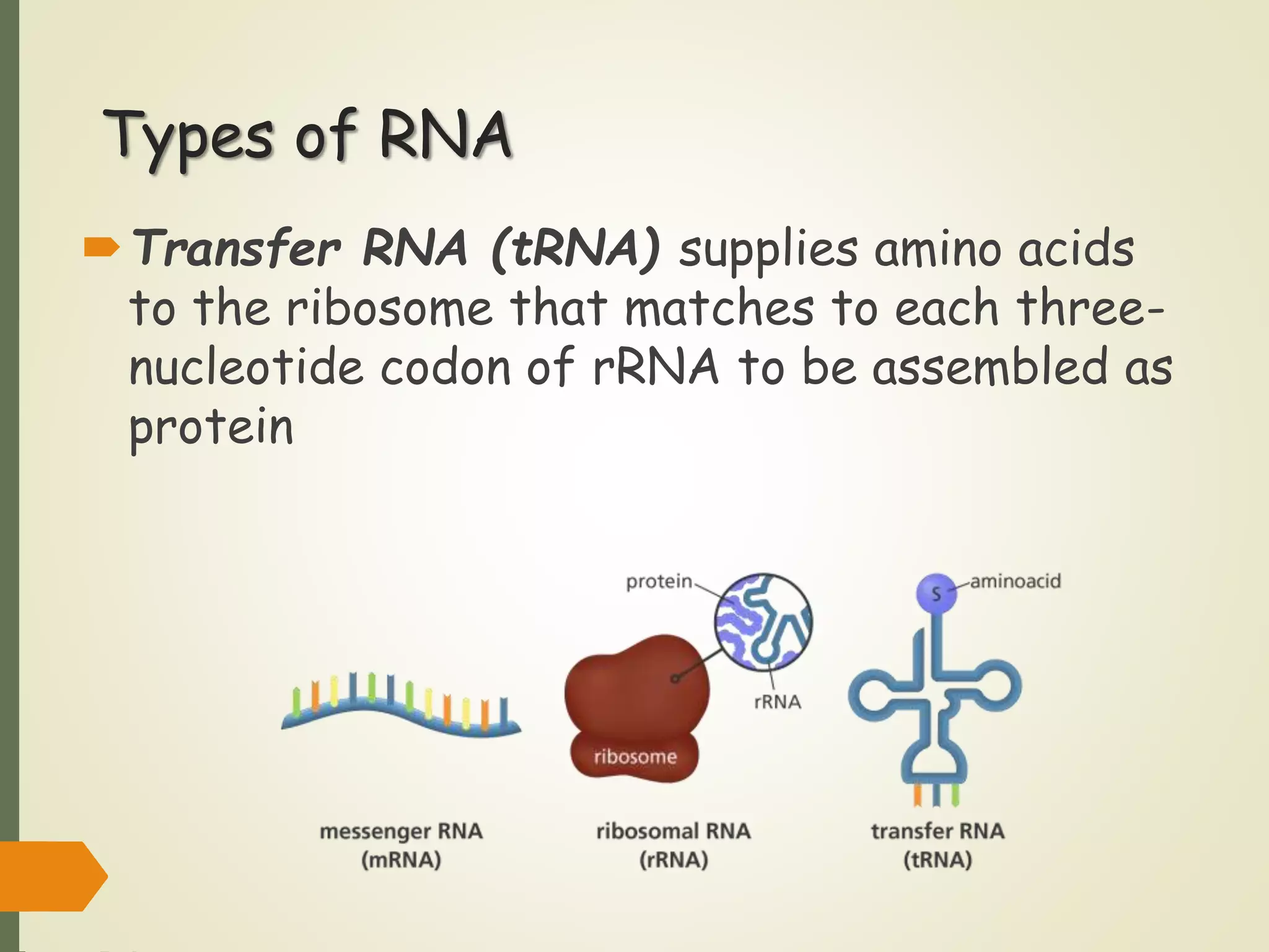 Lesson 2 DNA and RNA.pptx