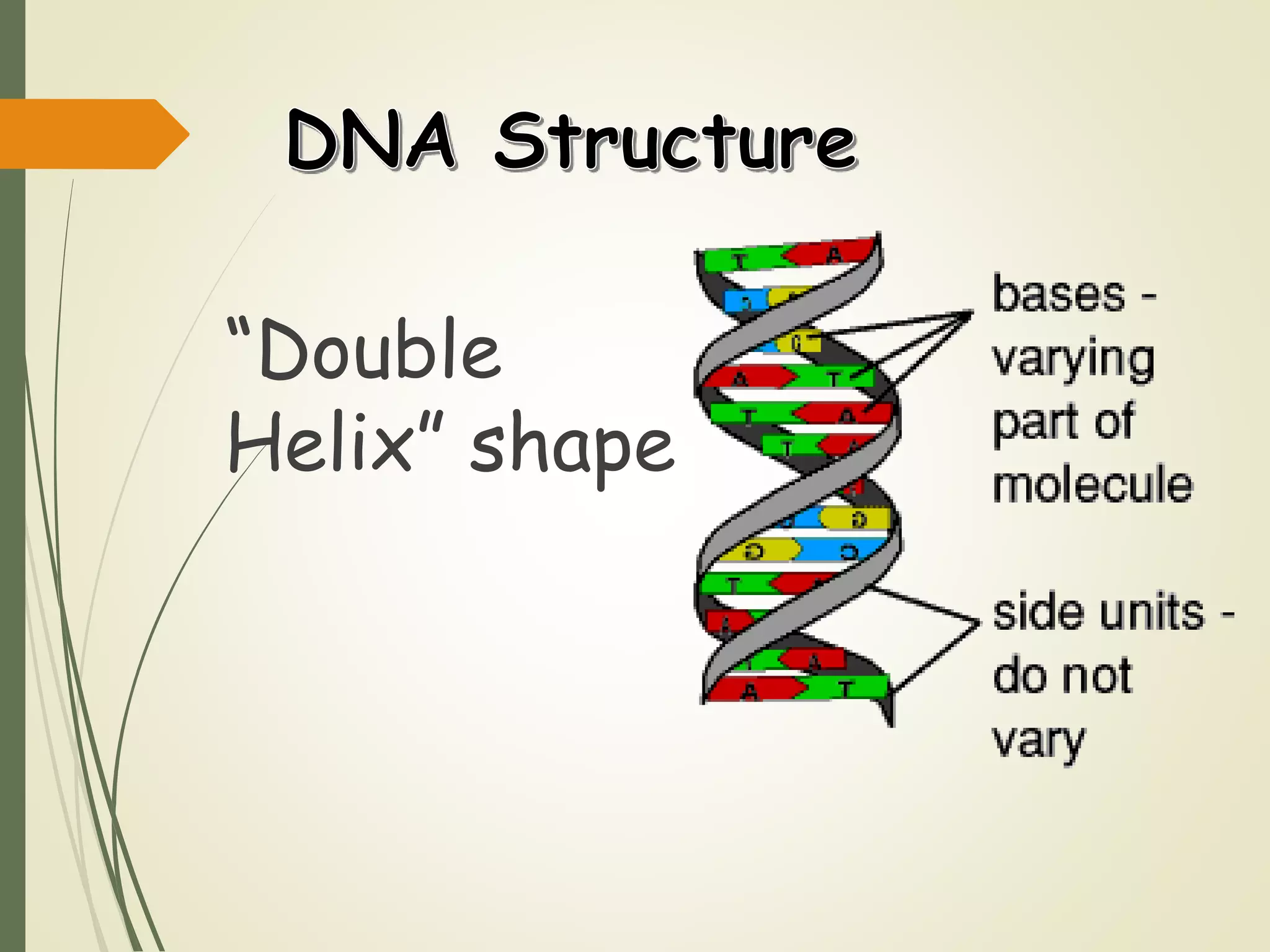 Lesson 2 DNA and RNA.pptx