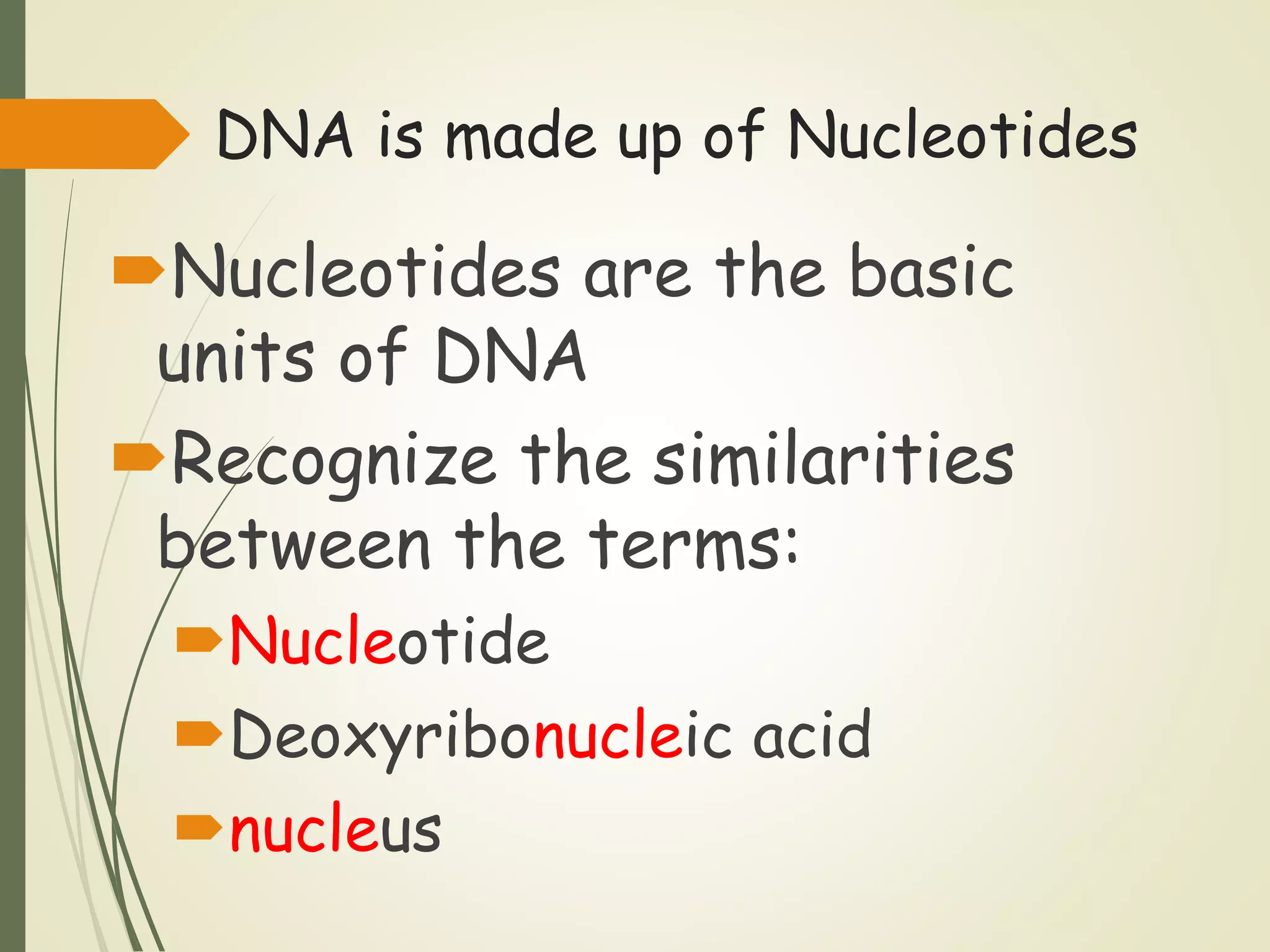 Lesson 2 DNA and RNA.pptx