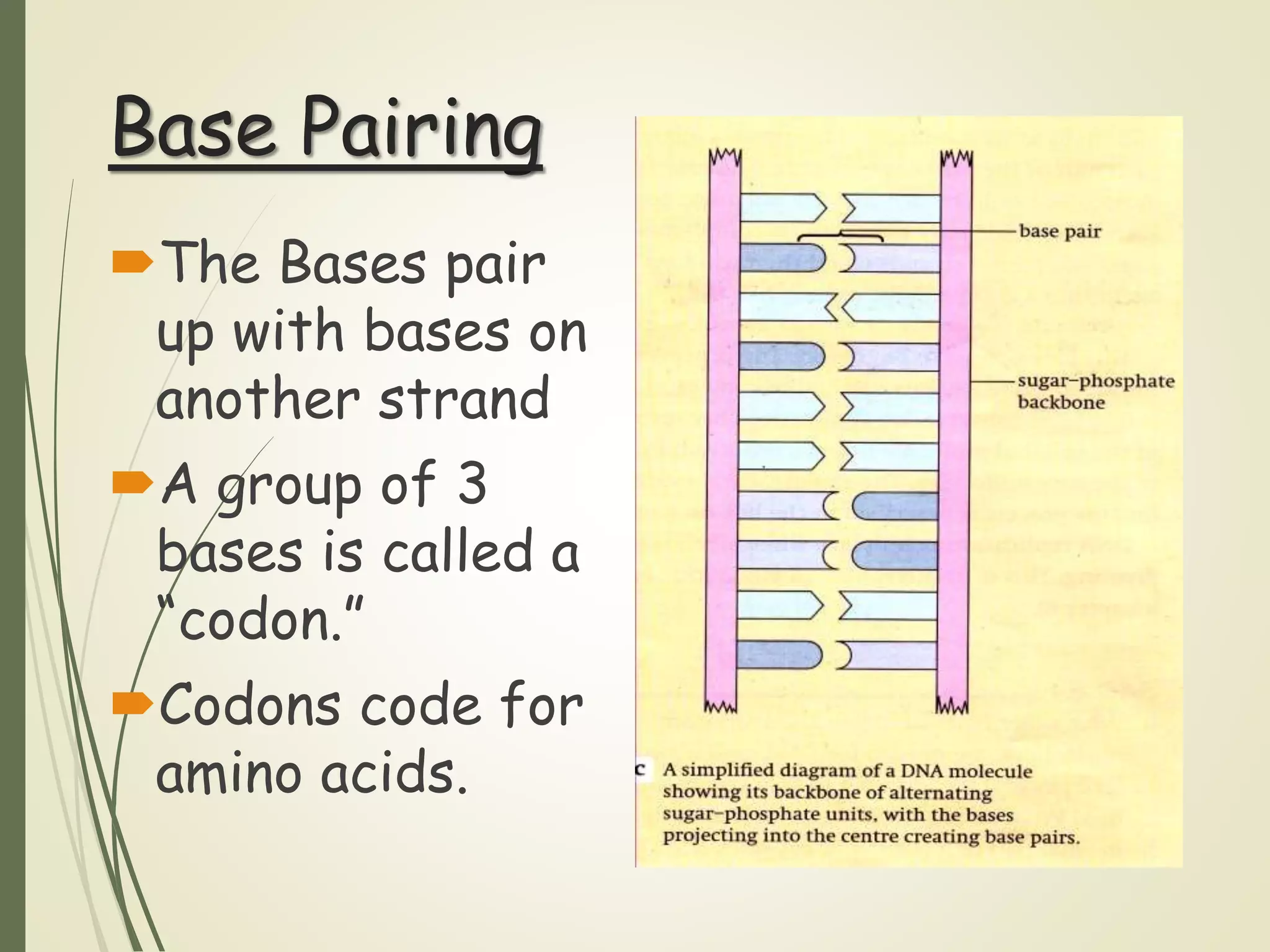 Lesson 2 DNA and RNA.pptx