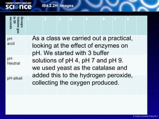 OCR-B4-Lesson 2 enzymes and pH | PPT | Endocrine and Metabolic Diseases ...
