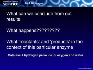 OCR-B4-Lesson 2 enzymes and pH | PPT | Endocrine and Metabolic Diseases ...