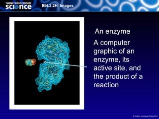 OCR-B4-Lesson 2 enzymes and pH | PPT | Endocrine and Metabolic Diseases ...