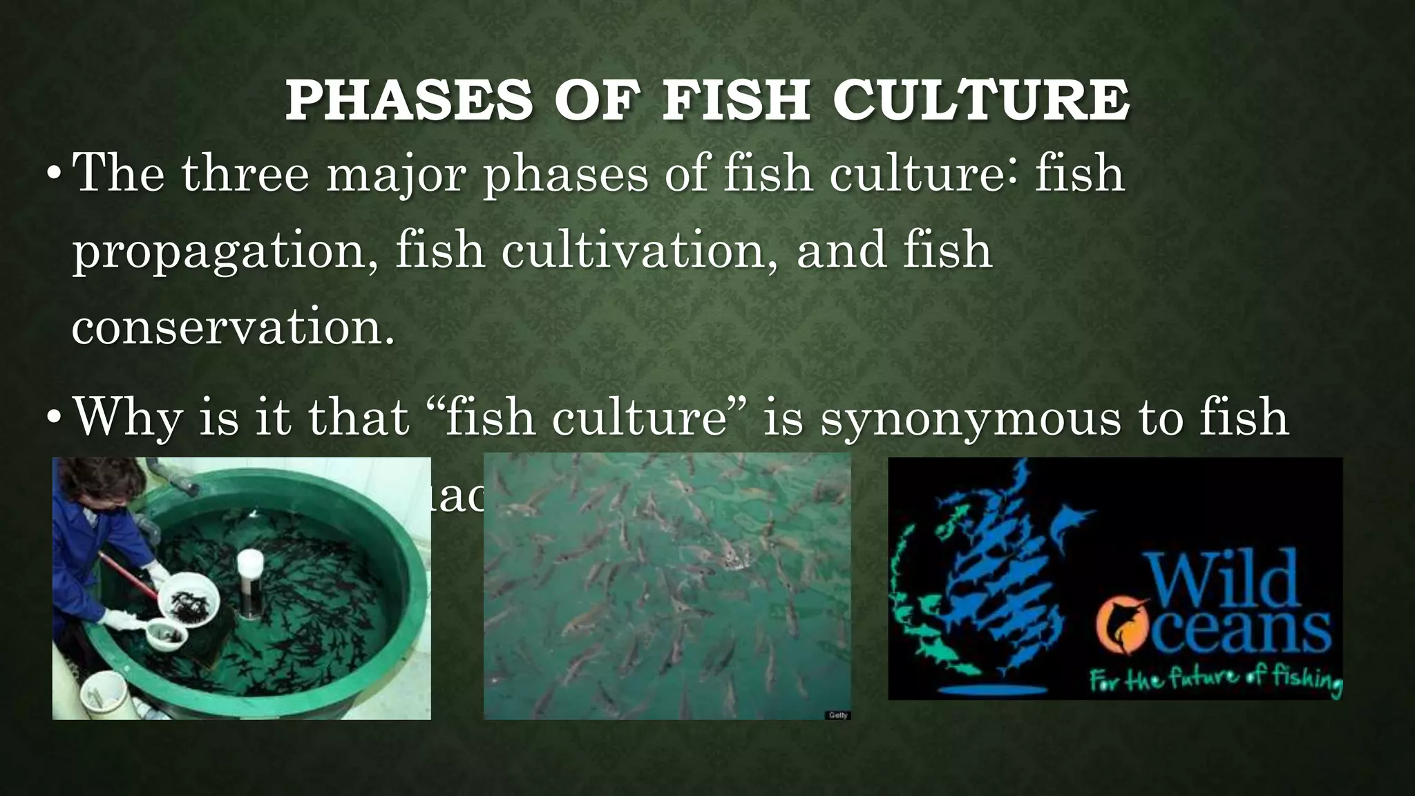 Lesson 2 fish culture | PPTX