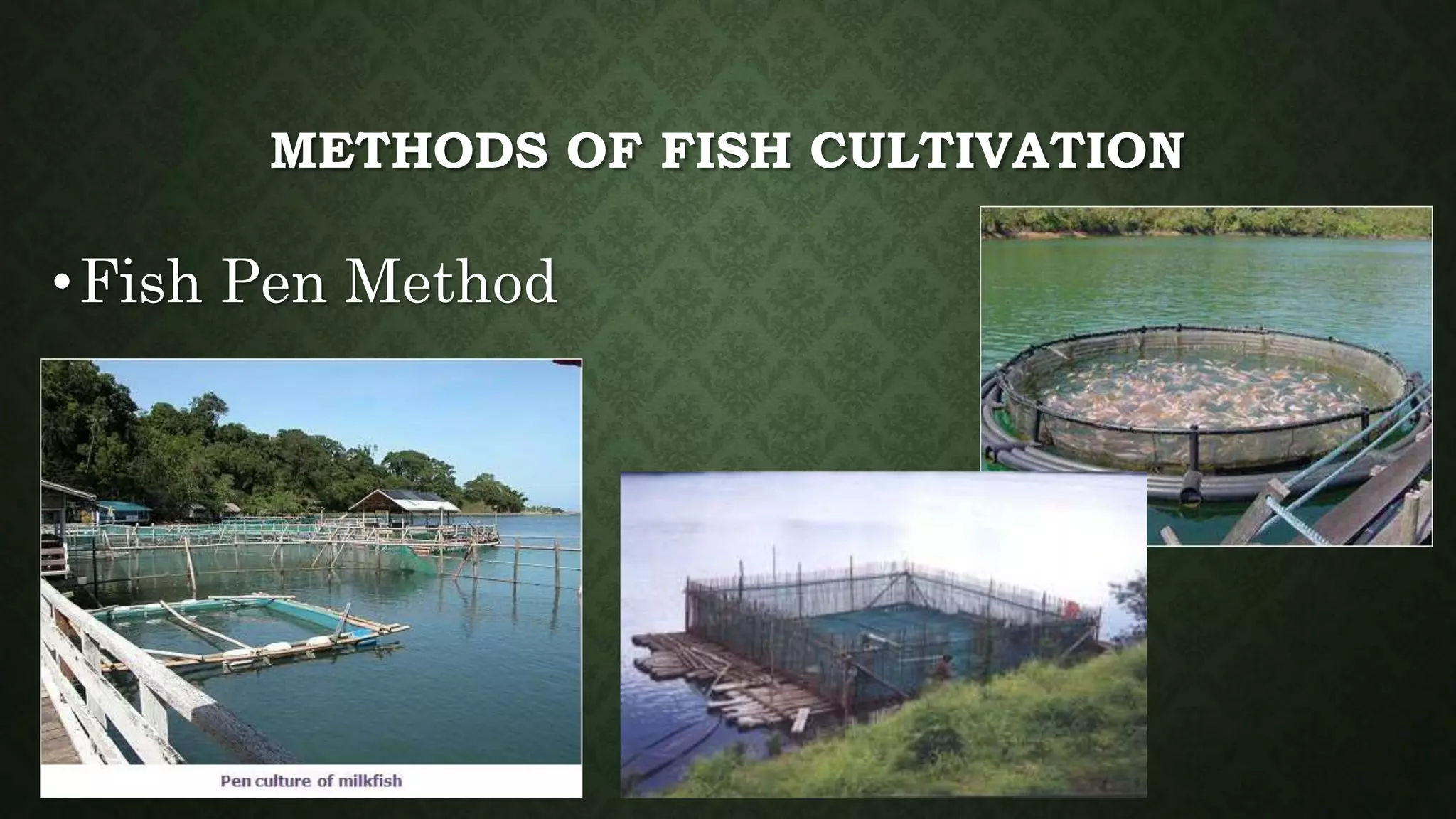 Lesson 2 fish culture | PPTX