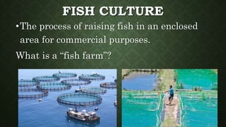 Lesson 2 fish culture | PPTX