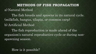 Lesson 2 fish culture | PPTX