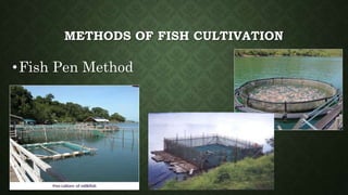 Lesson 2 fish culture | PPTX