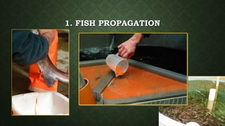 Lesson 2 fish culture | PPT
