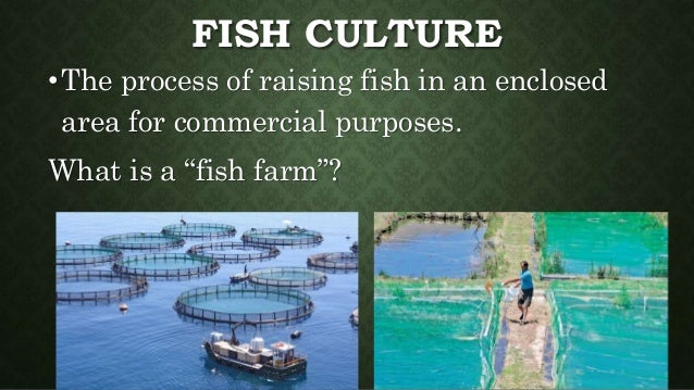 Lesson 2 fish culture