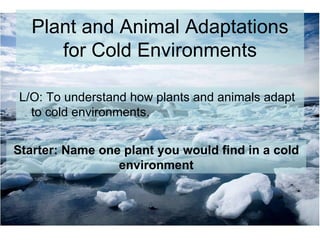 Lesson 2 gcse cold adaptations | PPT