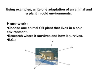 Lesson 2 gcse cold adaptations | PPT