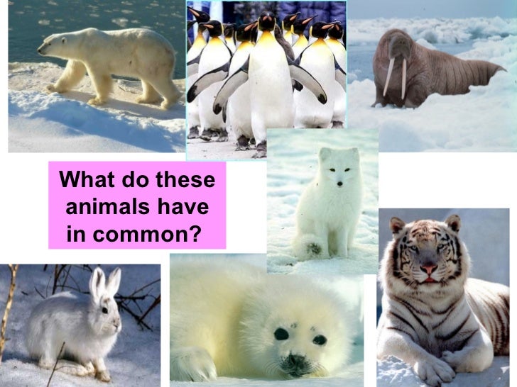 Lesson 2 gcse cold adaptations