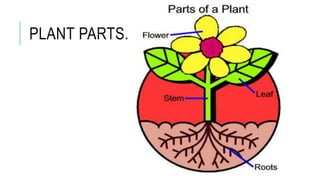 Lesson 2 how do plant parts help plants | PPTX