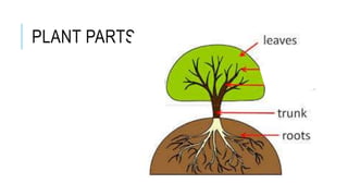 Lesson 2 how do plant parts help plants | PPTX
