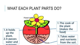 Lesson 2 how do plant parts help plants | PPTX