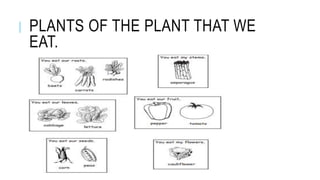 Lesson 2 how do plant parts help plants | PPTX