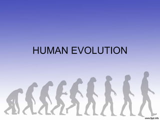 LESSON 2 HUMAN EVOLUTION.pptx