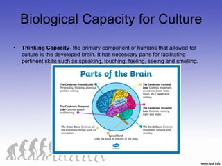 LESSON 2 HUMAN EVOLUTION.pptx