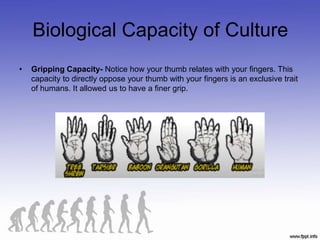 LESSON 2 HUMAN EVOLUTION.pptx