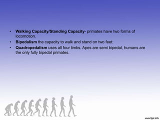 LESSON 2 HUMAN EVOLUTION.pptx