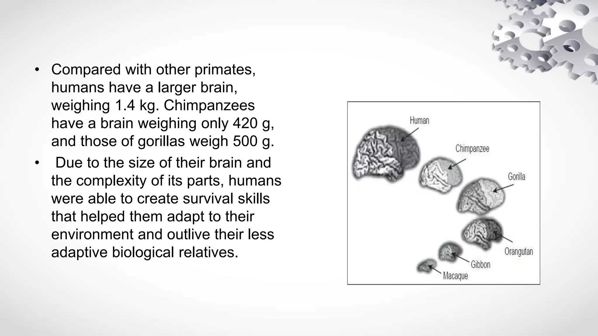Lesson 2 HUMAN EVOLUTION AND CULTURE.pptx
