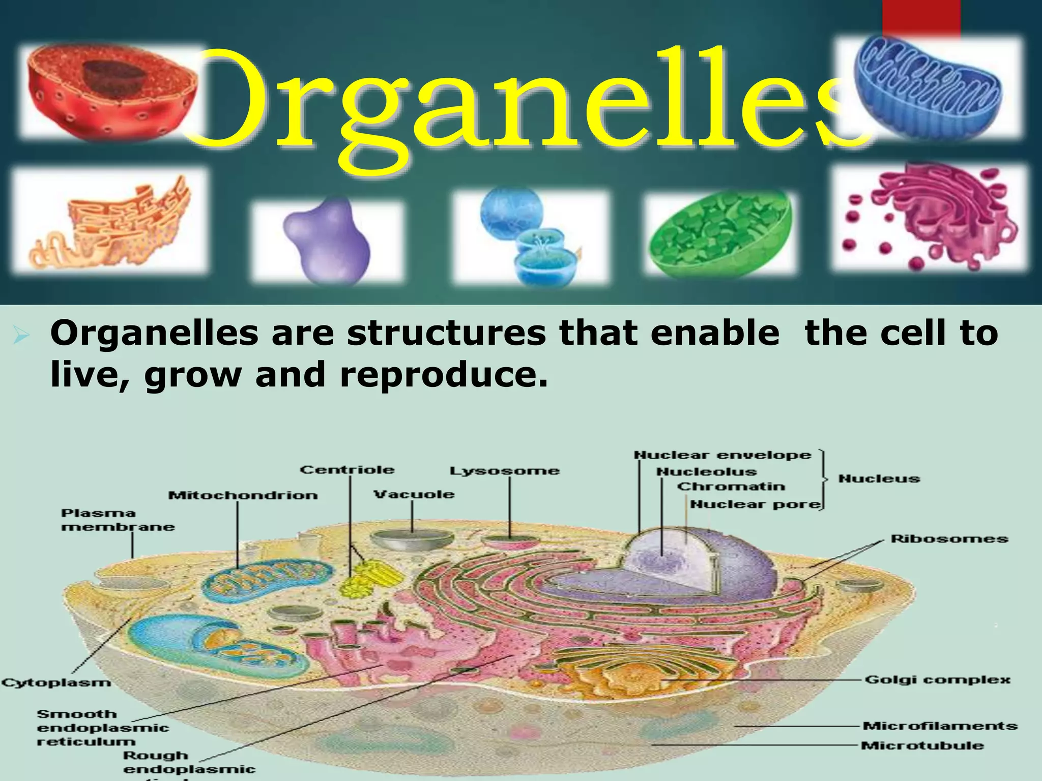 LESSON 2_LEVELS OF ORGANIZATION IN ANIMAL COMPLEXITY_2.ppt