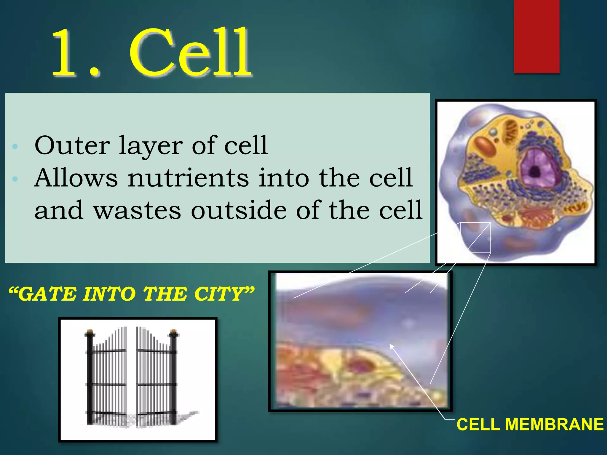 LESSON 2_LEVELS OF ORGANIZATION IN ANIMAL COMPLEXITY_2.ppt