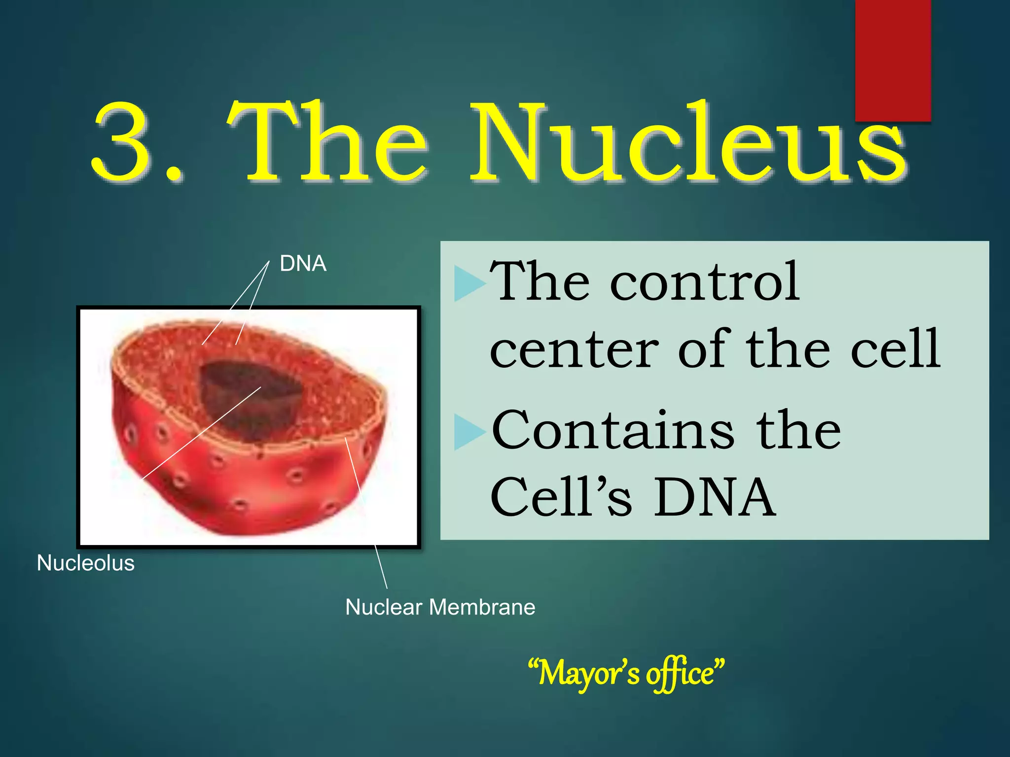 LESSON 2_LEVELS OF ORGANIZATION IN ANIMAL COMPLEXITY_2.ppt