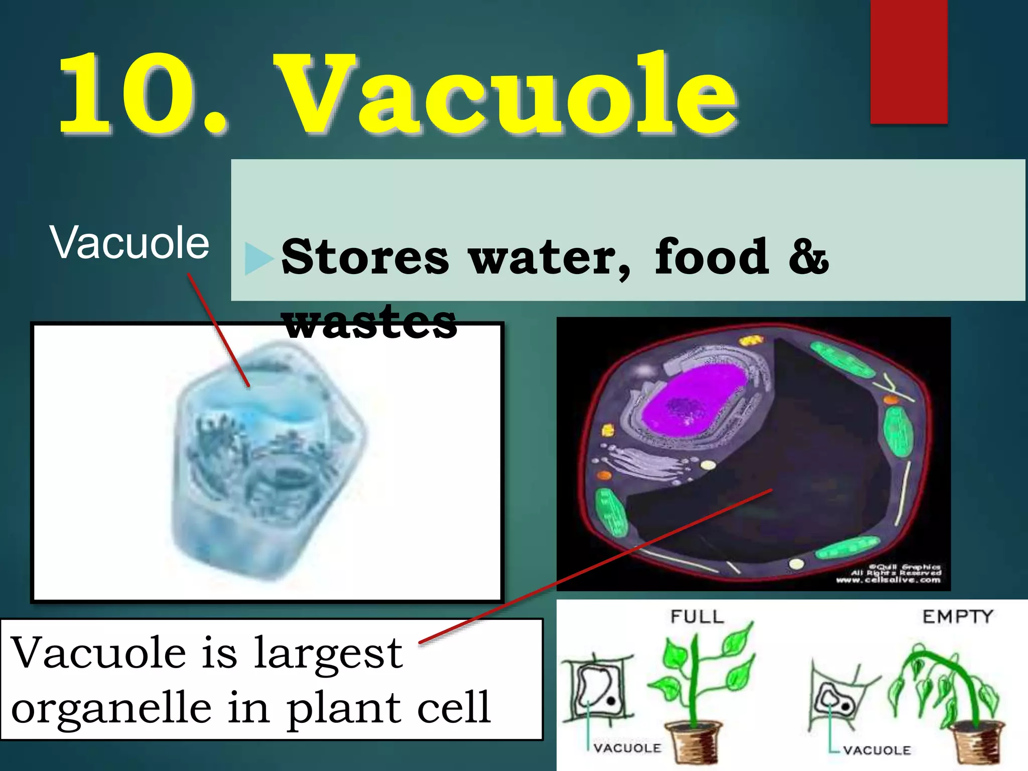 LESSON 2_LEVELS OF ORGANIZATION IN ANIMAL COMPLEXITY_2.ppt