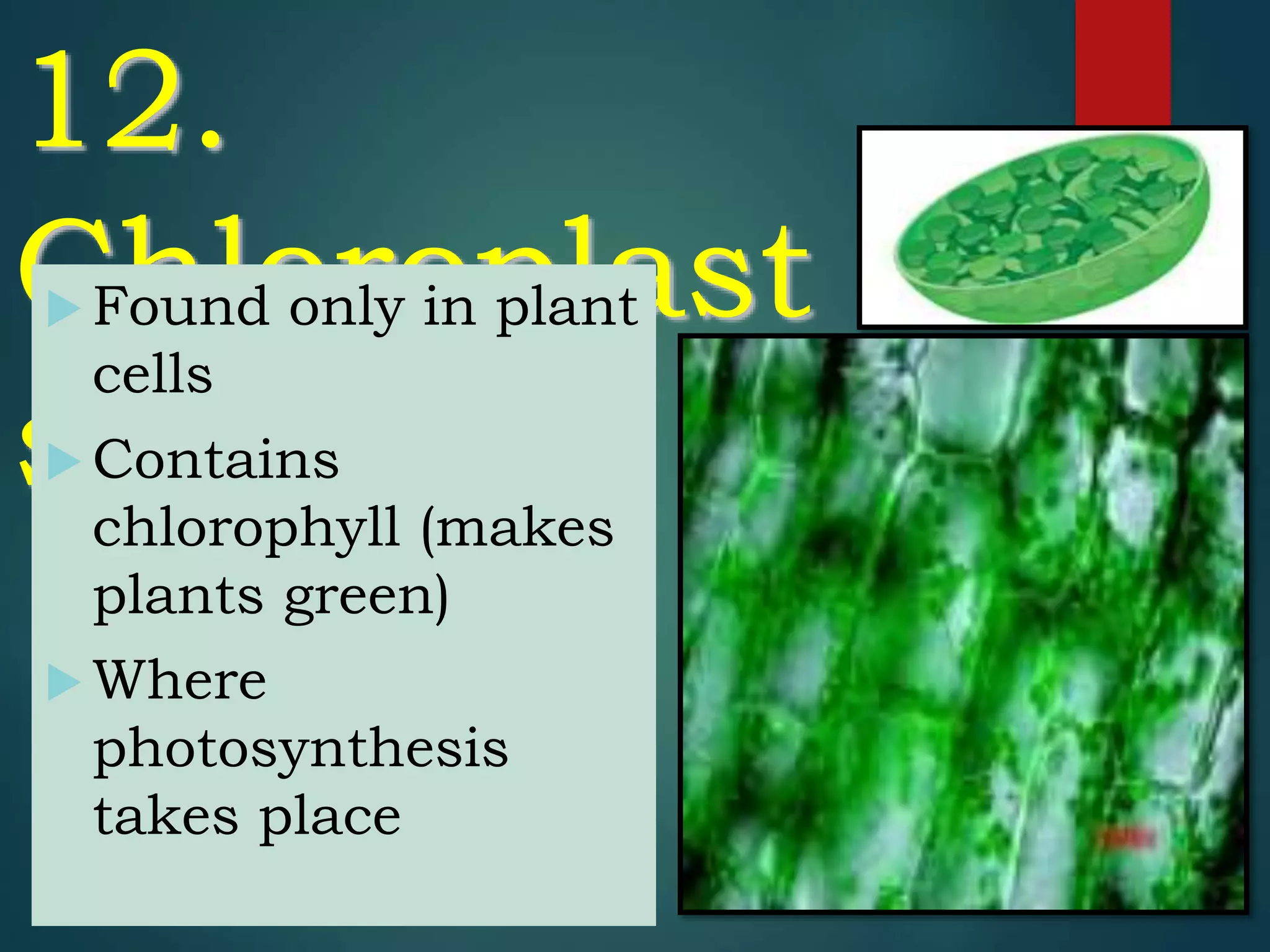 LESSON 2_LEVELS OF ORGANIZATION IN ANIMAL COMPLEXITY_2.ppt