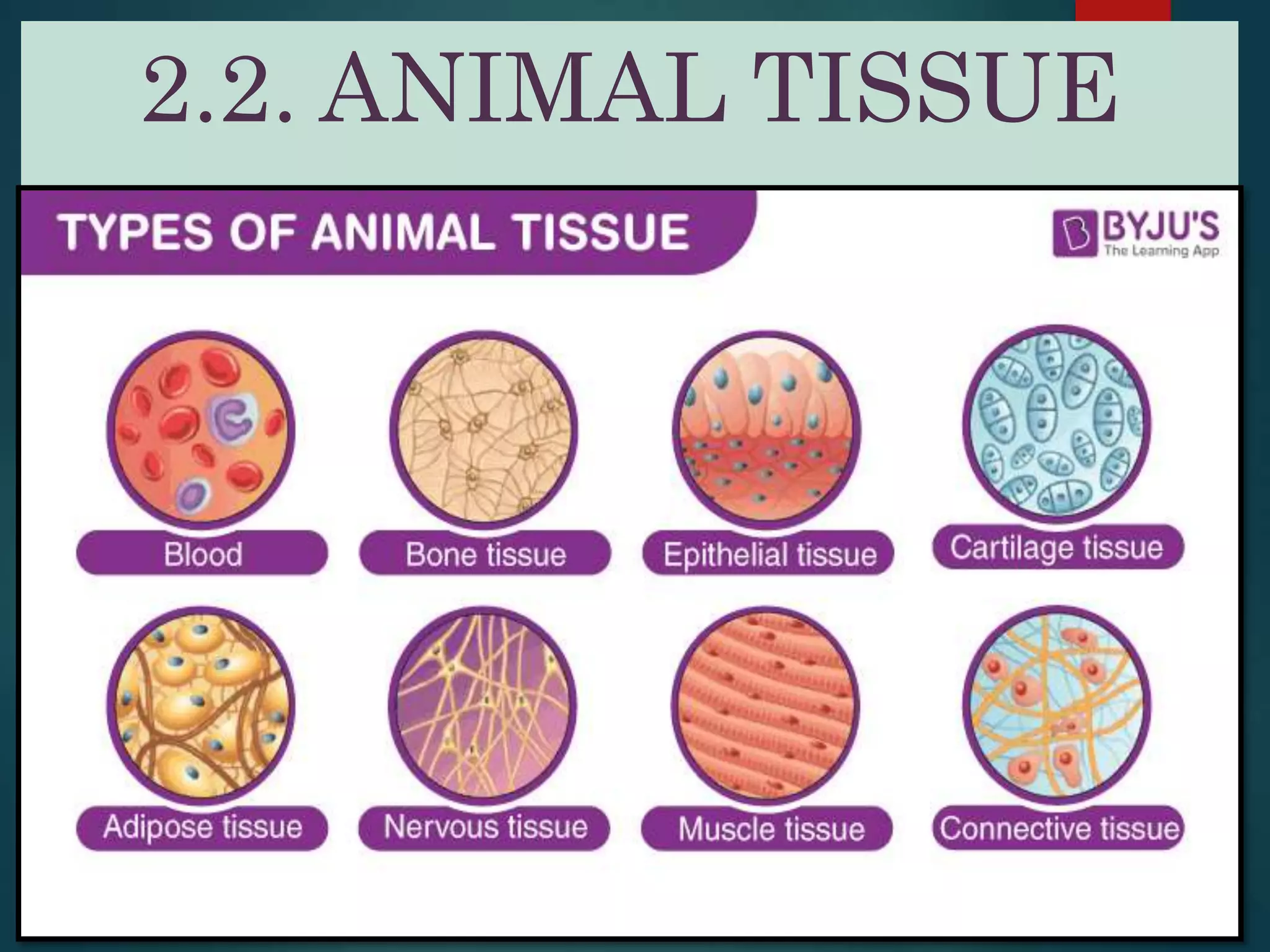 LESSON 2_LEVELS OF ORGANIZATION IN ANIMAL COMPLEXITY_2.ppt
