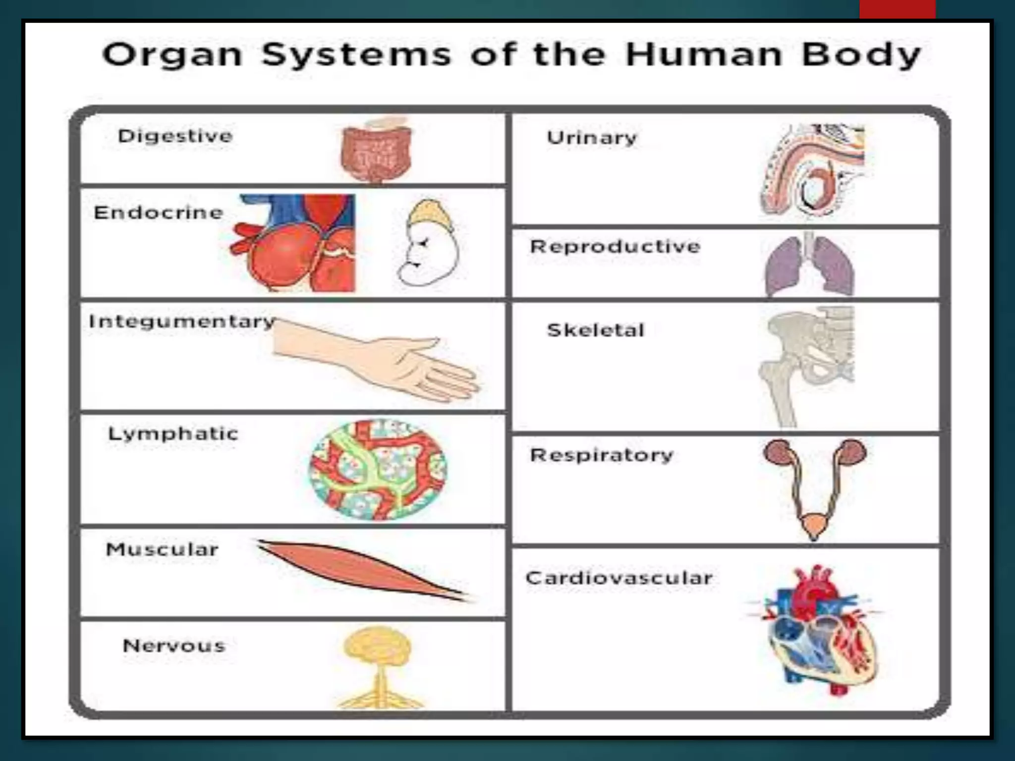 LESSON 2_LEVELS OF ORGANIZATION IN ANIMAL COMPLEXITY_2.ppt