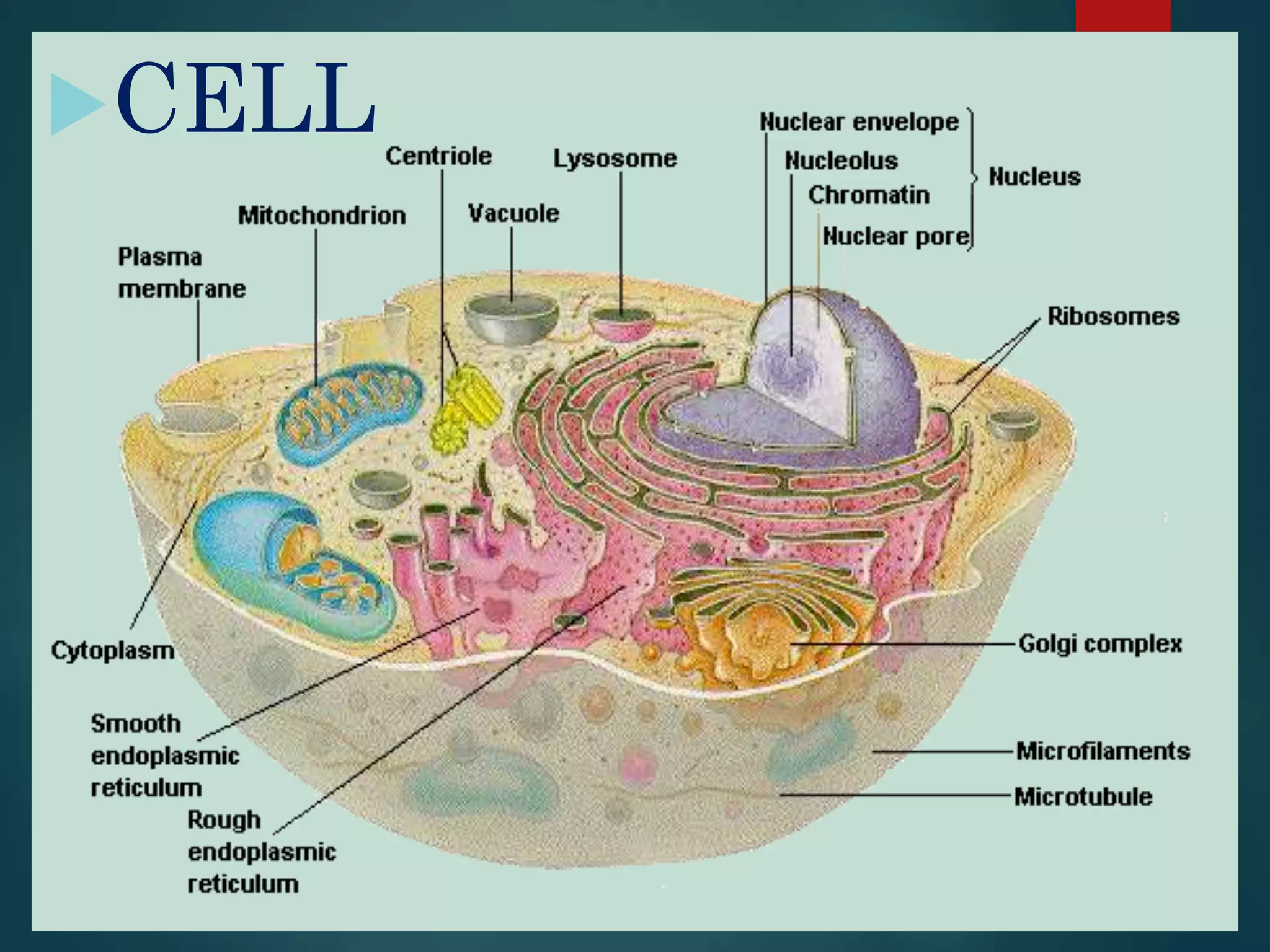 LESSON 2_LEVELS OF ORGANIZATION IN ANIMAL COMPLEXITY_2.ppt