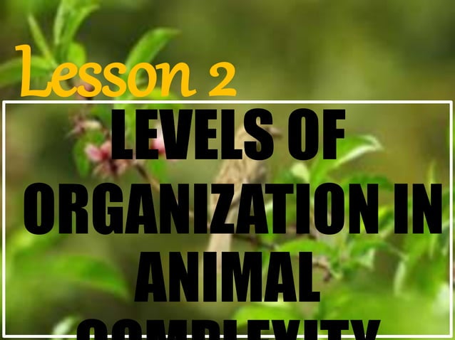 LESSON 2_LEVELS OF ORGANIZATION IN ANIMAL COMPLEXITY_2.ppt | Biological ...