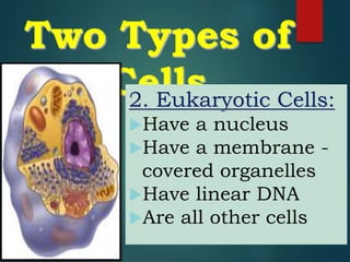 LESSON 2_LEVELS OF ORGANIZATION IN ANIMAL COMPLEXITY_2.ppt