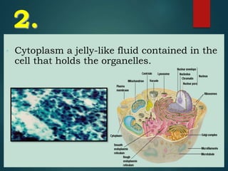 LESSON 2_LEVELS OF ORGANIZATION IN ANIMAL COMPLEXITY_2.ppt