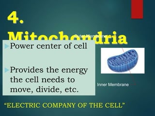 LESSON 2_LEVELS OF ORGANIZATION IN ANIMAL COMPLEXITY_2.ppt