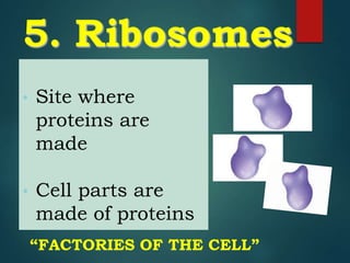 LESSON 2_LEVELS OF ORGANIZATION IN ANIMAL COMPLEXITY_2.ppt