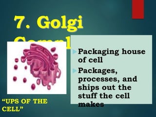 LESSON 2_LEVELS OF ORGANIZATION IN ANIMAL COMPLEXITY_2.ppt