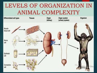 LESSON 2_LEVELS OF ORGANIZATION IN ANIMAL COMPLEXITY_2.ppt
