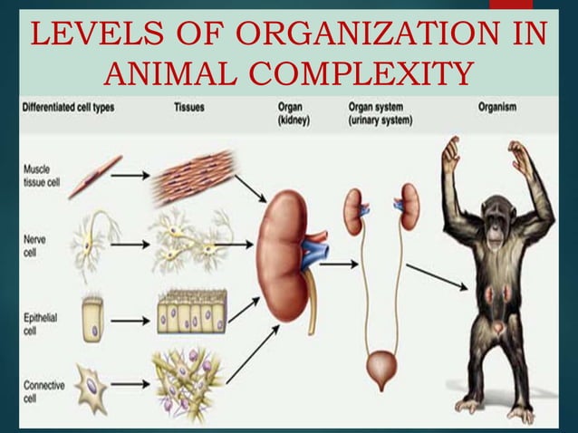 LESSON 2_LEVELS OF ORGANIZATION IN ANIMAL COMPLEXITY_2.ppt | Biological ...
