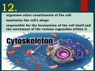 LESSON 2_LEVELS OF ORGANIZATION IN ANIMAL COMPLEXITY_2.ppt