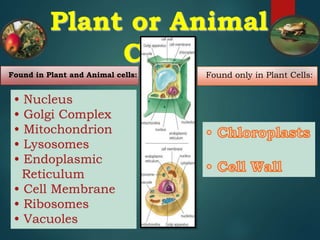 LESSON 2_LEVELS OF ORGANIZATION IN ANIMAL COMPLEXITY_2.ppt