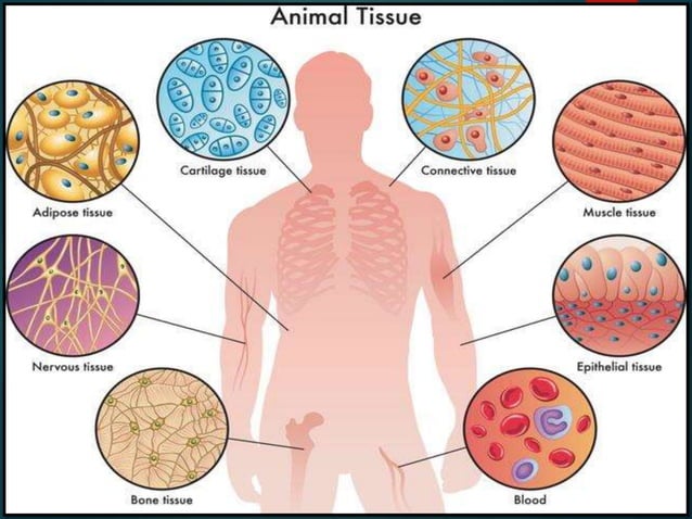 LESSON 2_LEVELS OF ORGANIZATION IN ANIMAL COMPLEXITY_2.ppt | Biological ...