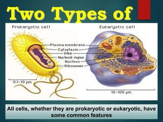 LESSON 2_LEVELS OF ORGANIZATION IN ANIMAL COMPLEXITY_2.ppt