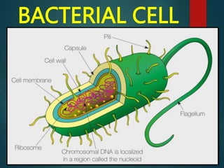 LESSON 2_LEVELS OF ORGANIZATION IN ANIMAL COMPLEXITY_2.ppt