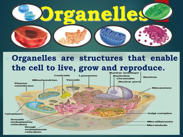 LESSON 2_LEVELS OF ORGANIZATION IN ANIMAL COMPLEXITY_2.ppt | Biological ...